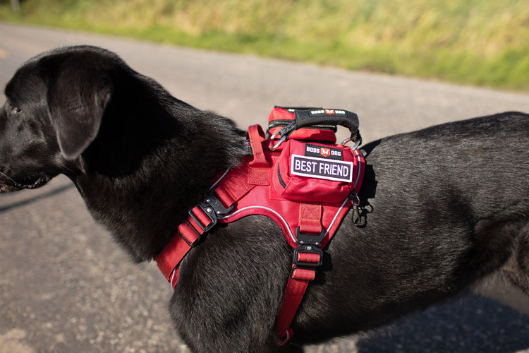 Boss Dog Brand Inc