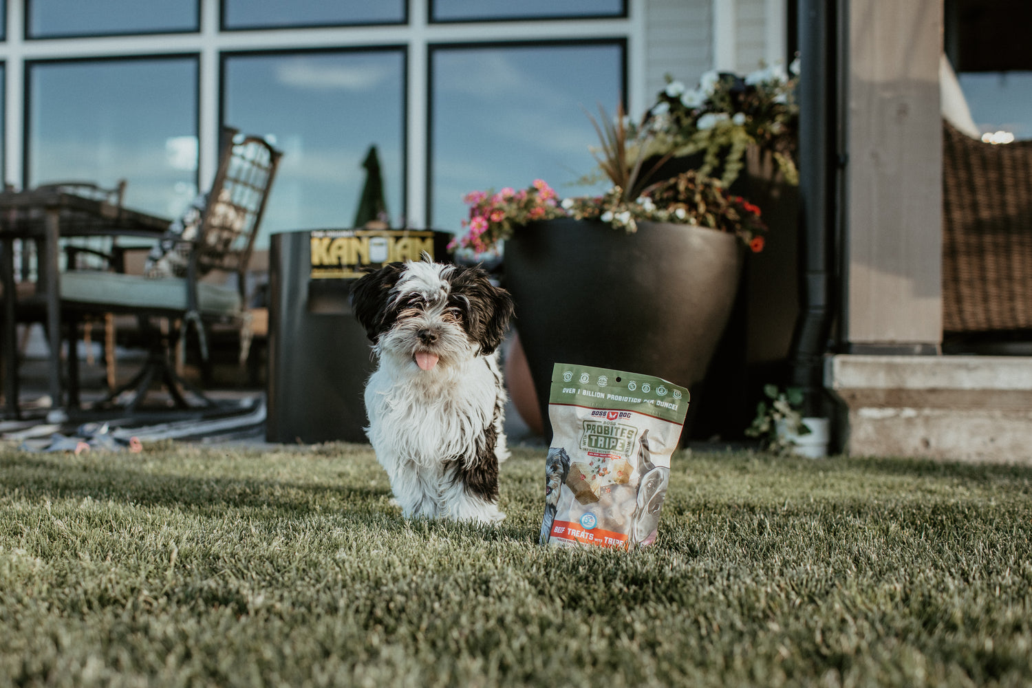 Homepage - Boss Dog Brand Inc