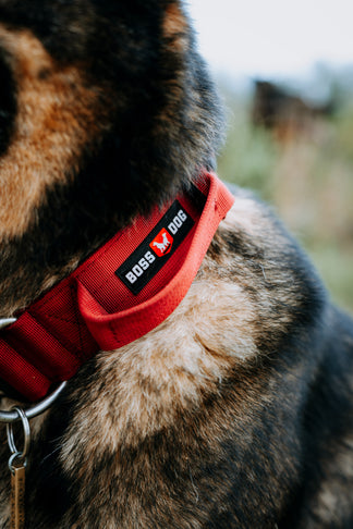 Unbreakable Collar - Boss Dog Brand Inc